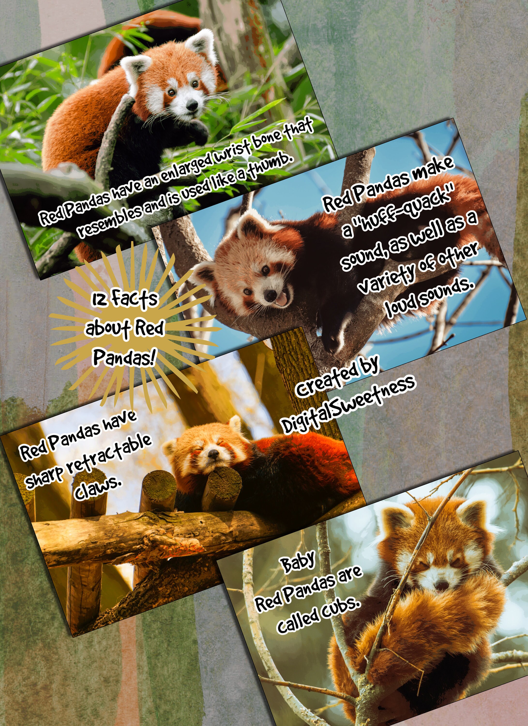Red Panda Fact Cards Printable File for Kids Who Love Turning Red ...