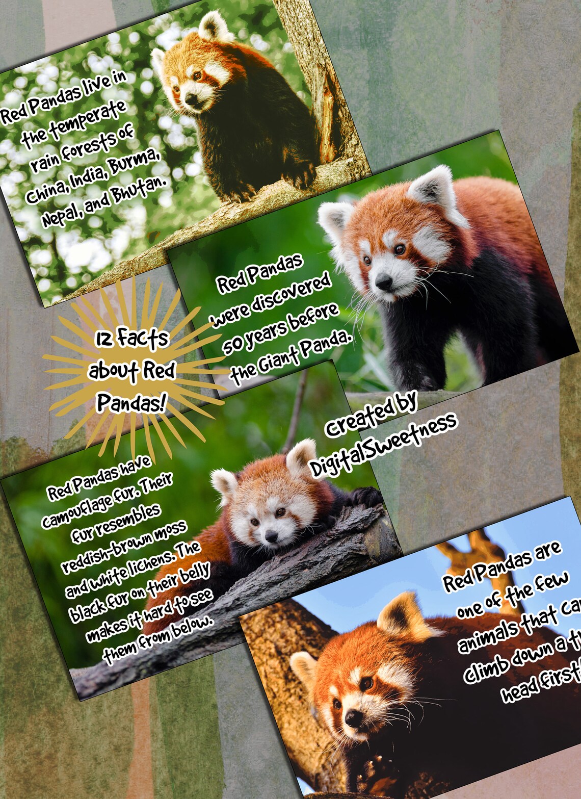 Red Panda Fact Cards Printable File for Kids Who Love Turning Red ...