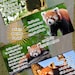 Red Panda Fact Cards Printable File for Kids Who Love Turning Red ...