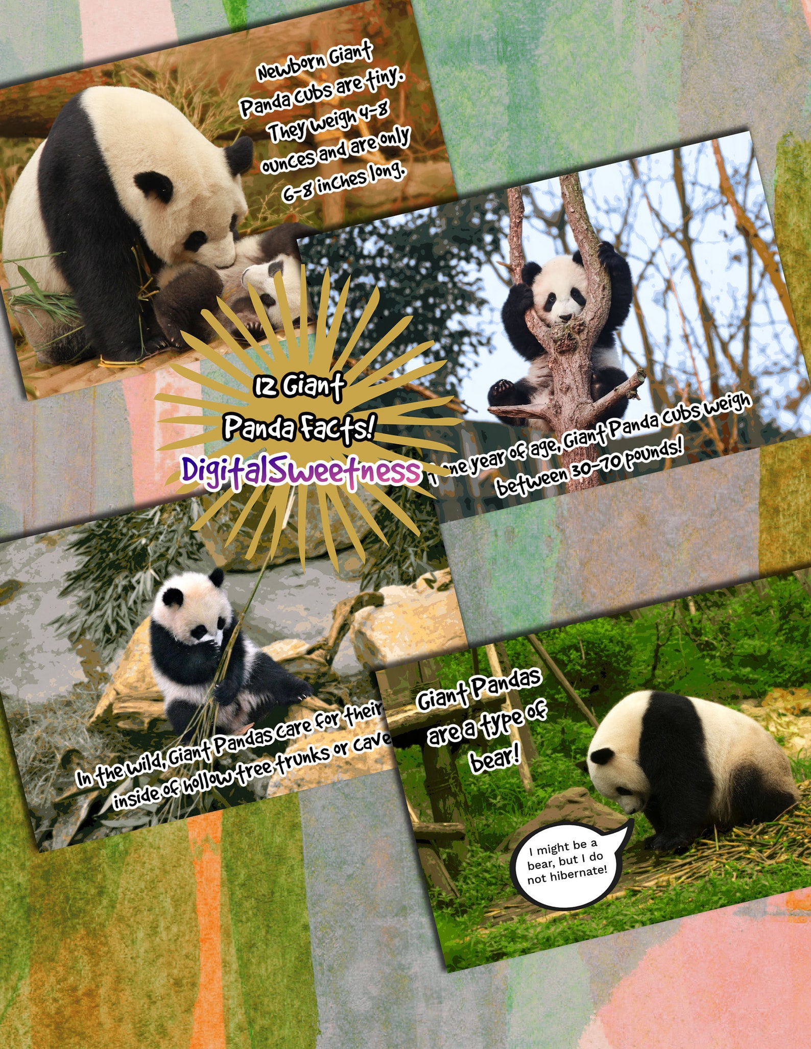 Giant Panda Fact Cards Printable File for Kids Who Love Pandas ...