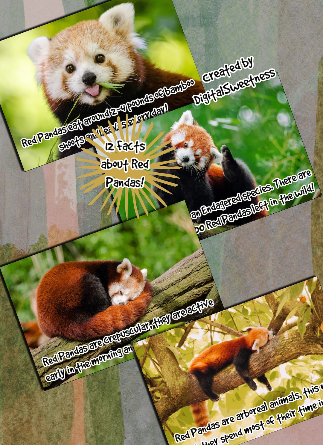 Red Panda Fact Cards Printable File for Kids Who Love Turning Red ...