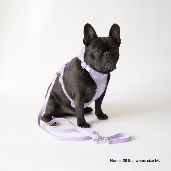 Small Dog Harness - Etsy