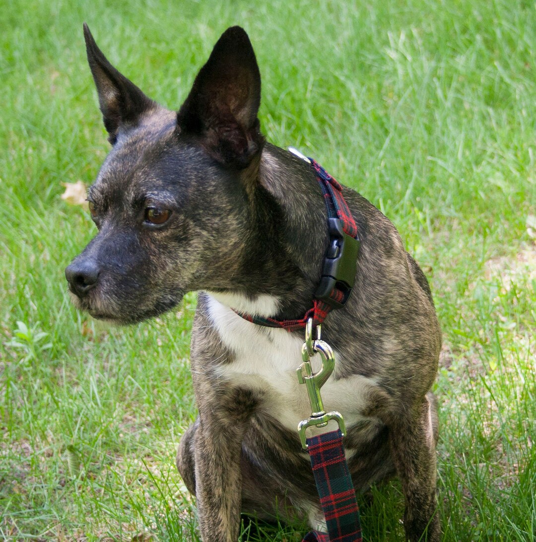 1-inch Dog Collar and Leash Set - A-L Tartans | Homespun Wool Blend ...
