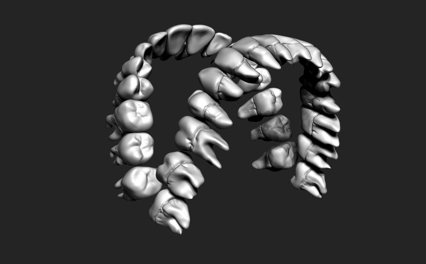 STL Model of Human Teeth for the Head 3D Printing and Animation - Etsy