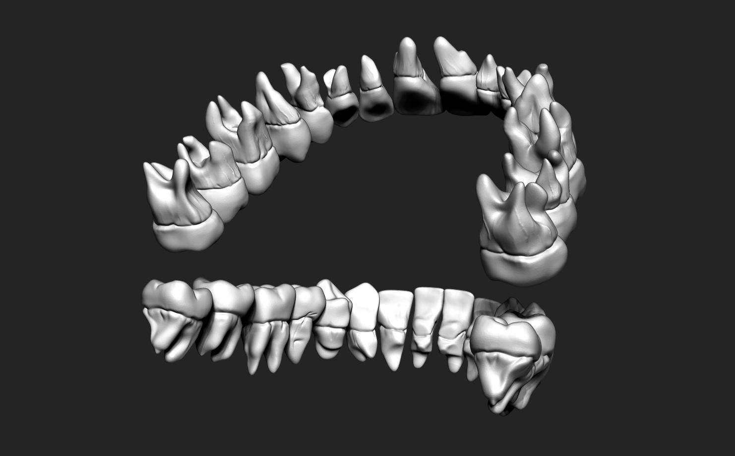 STL Model of Human Teeth for the Head 3D Printing and Animation - Etsy
