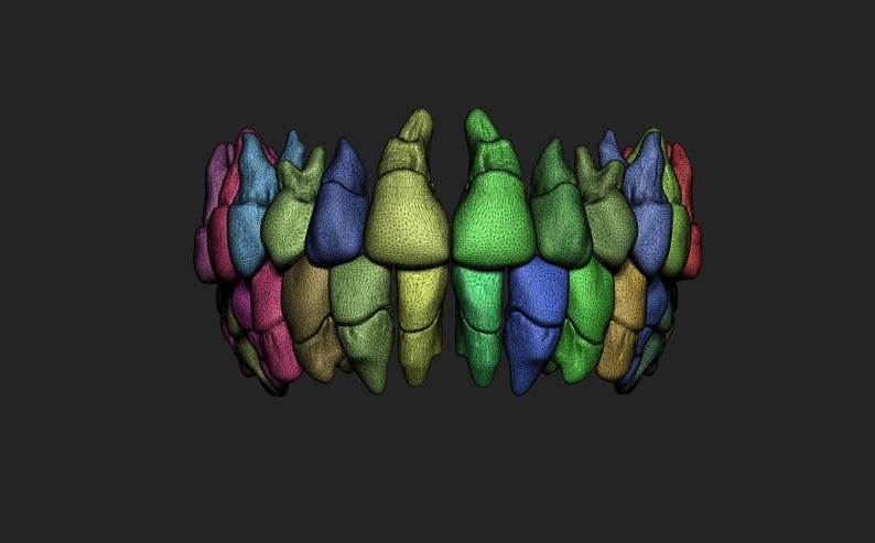 STL Model of Human Teeth for the Head 3D Printing and Animation - Etsy