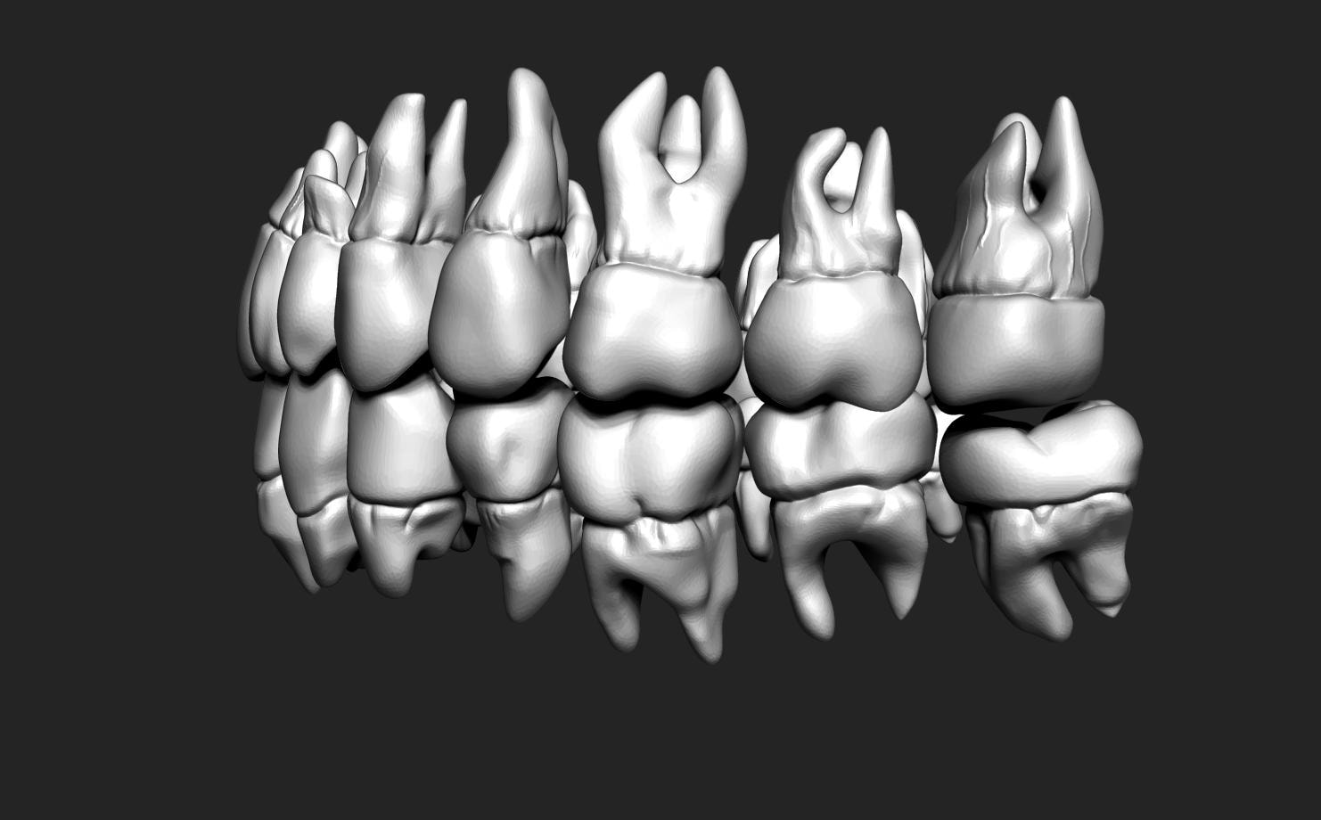 STL Model of Human Teeth for the Head 3D Printing and Animation - Etsy