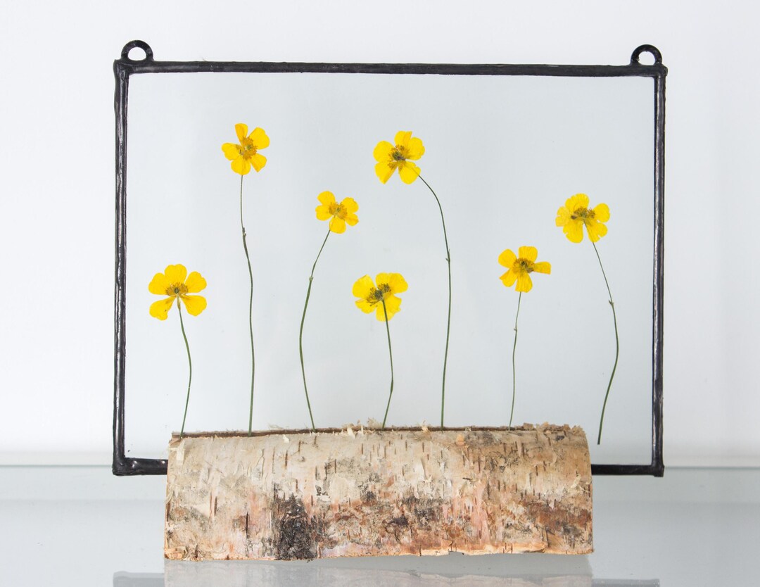 Pressed Buttercup Glass Art on Birch Wood Base – Real Yellow Flower ...