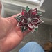 Set of 3 Stained Glass Poinsettias Christmas Decor - Etsy