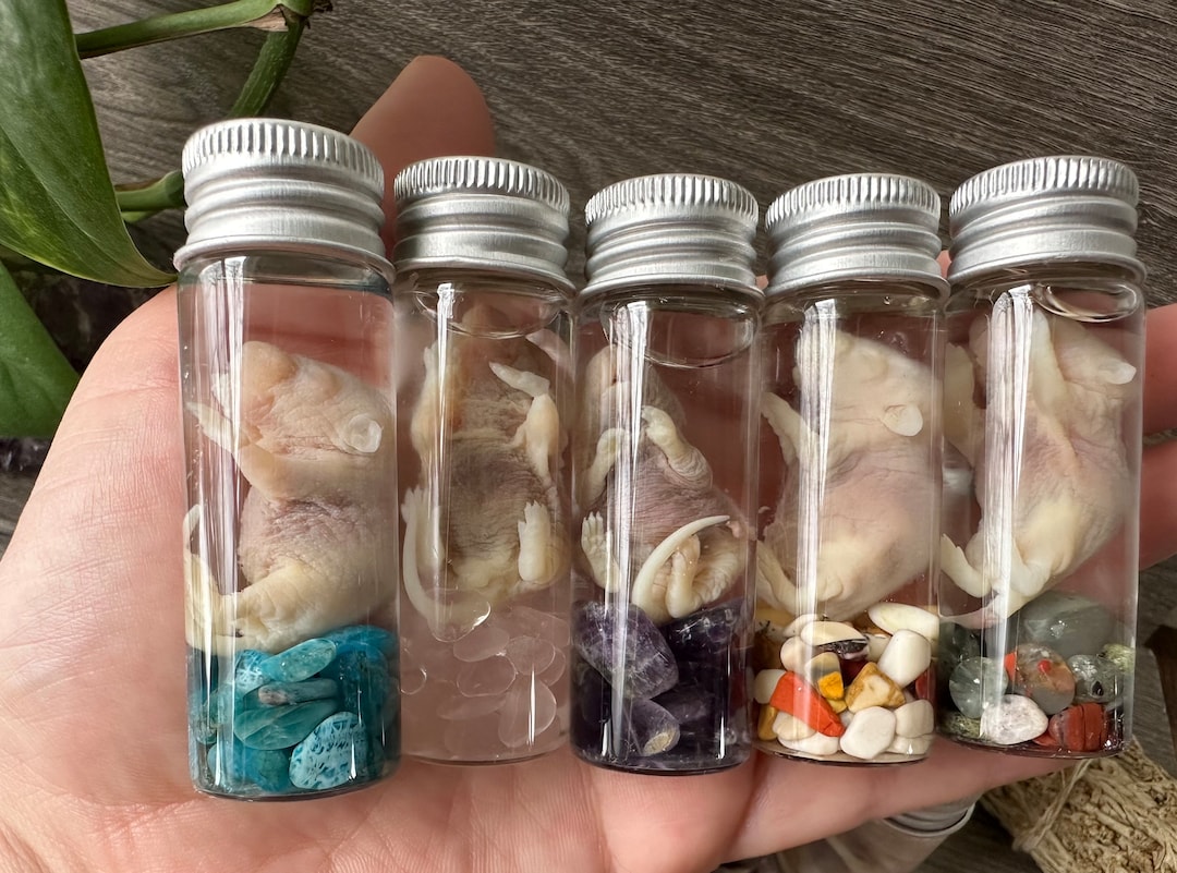 Small Taxidermy Wet Specimen Pinky Mice / Mouse & Crystal’s Labradorite ...