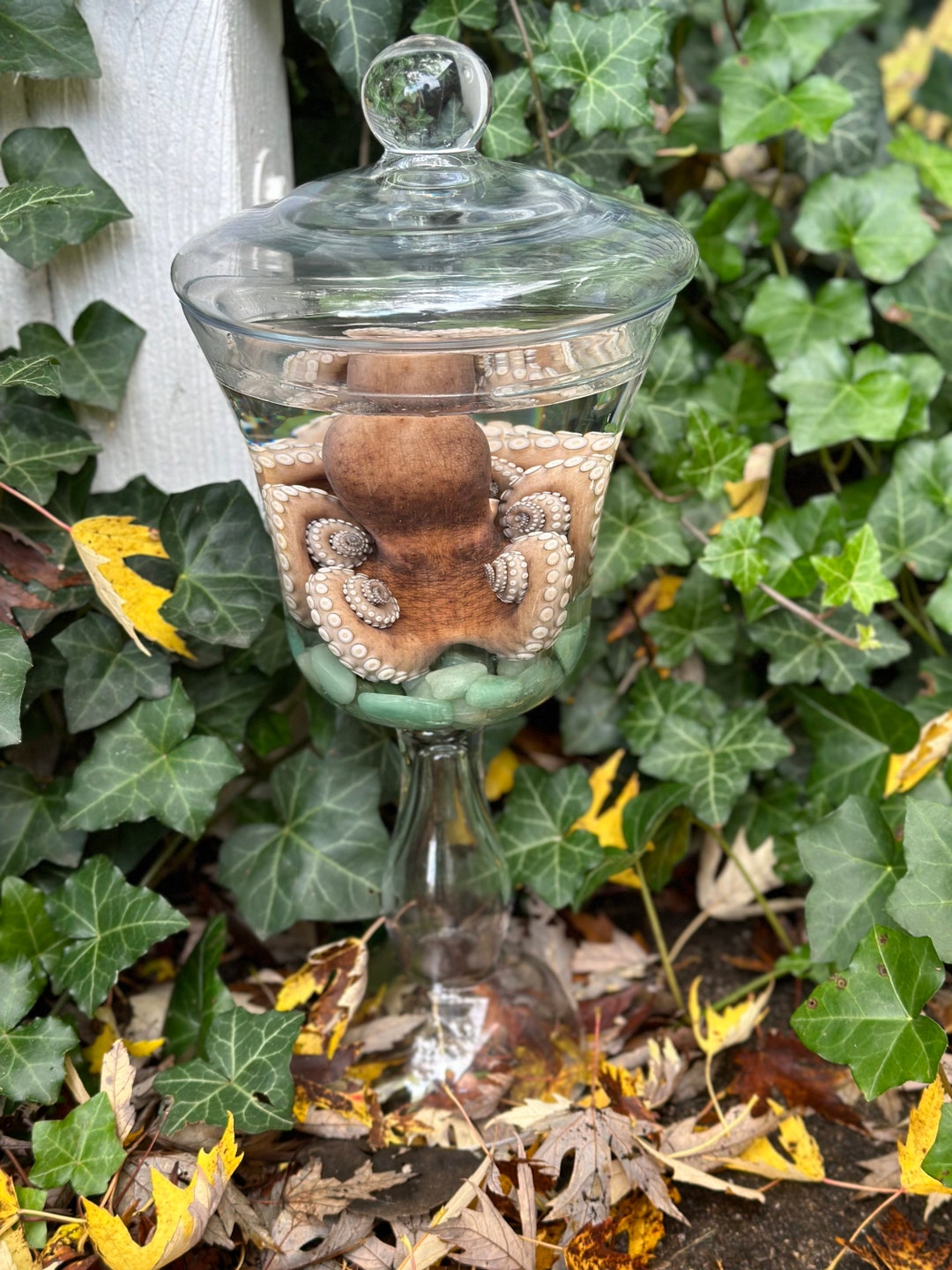 XL Wet Specimen Octopus With Apothecary Jar & Aventurine Stone - Etsy