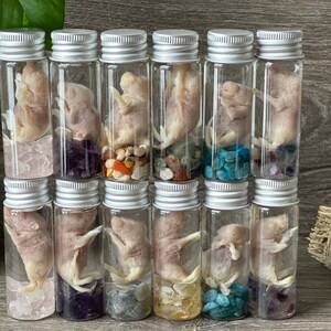 Small Taxidermy Wet Specimen Pinky Mice / Mouse & Crystal’s Labradorite ...