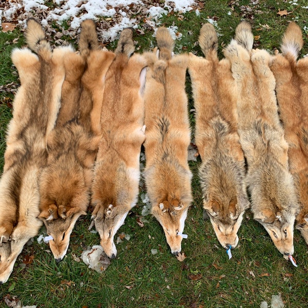 Coyote Pelt - Etsy