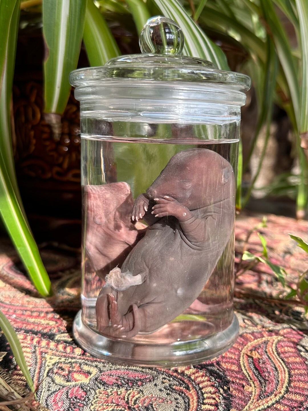 Baby Kit Raccoon Fetal Wet Specimen With Fetal Beaver - Etsy