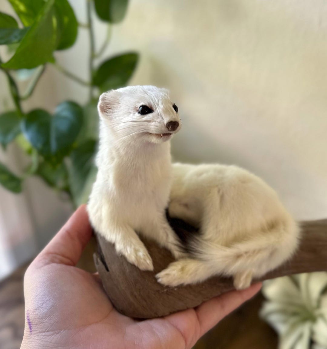 Ermine Taxidermy Freeze Dried - Etsy