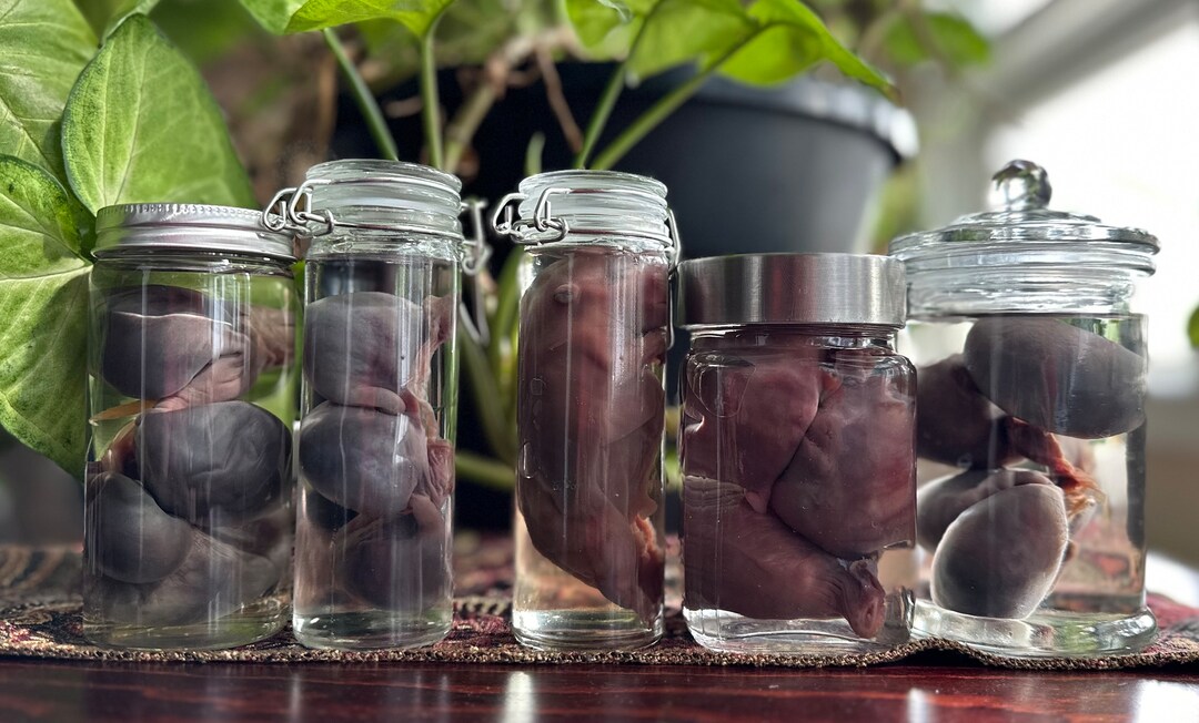 Wet Specimen Fetal Beaver or Raccoon Placenta - Etsy