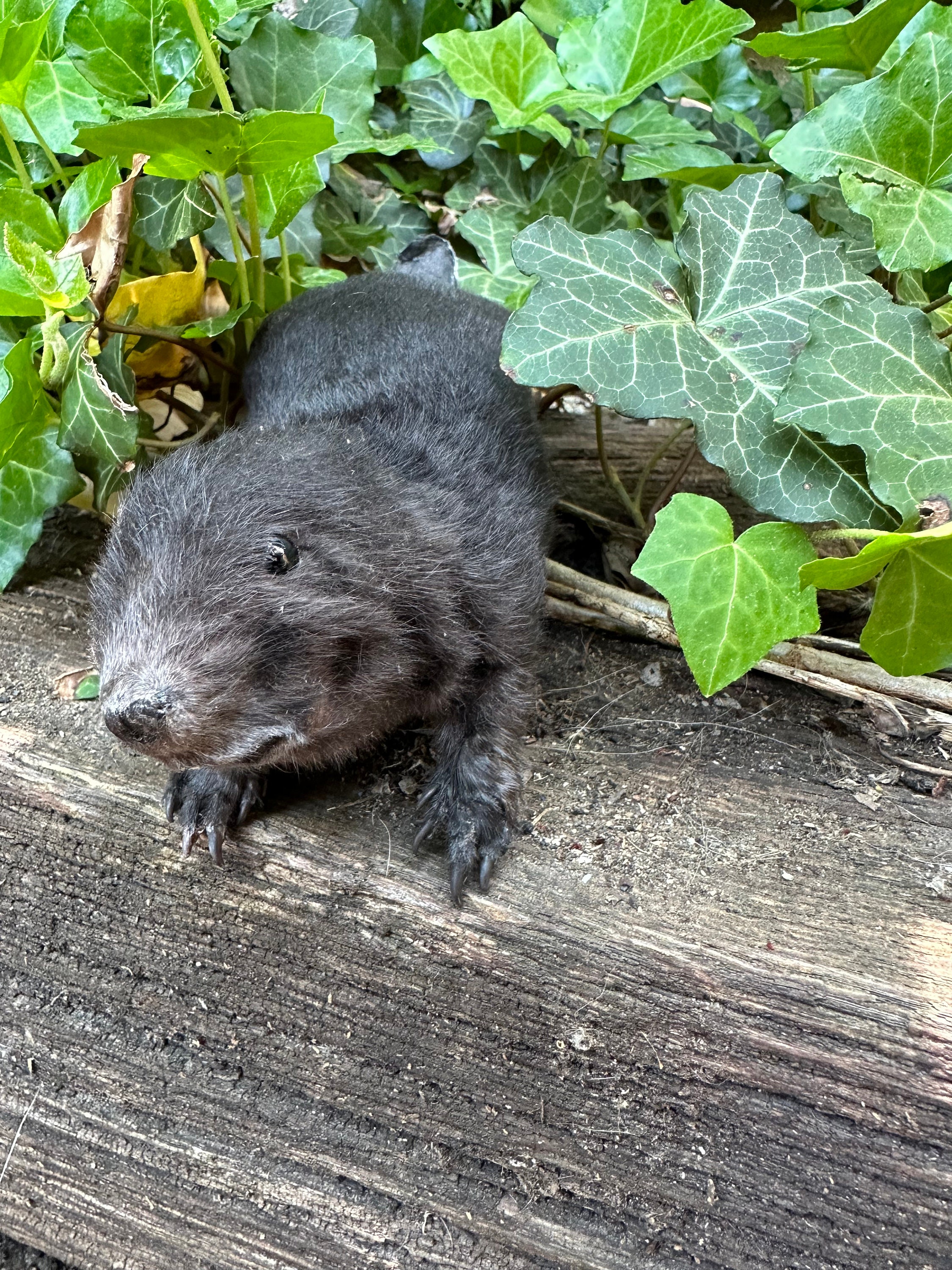 Baby Mountain Beaver