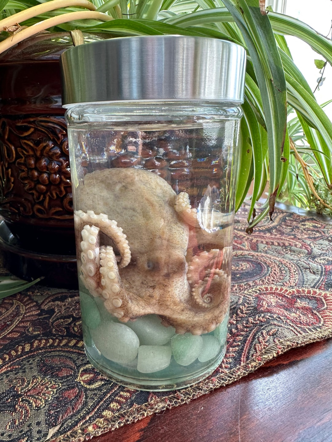 Taxidermy Medium Wet Specimen Octopus With Jar and Green Aventurine ...