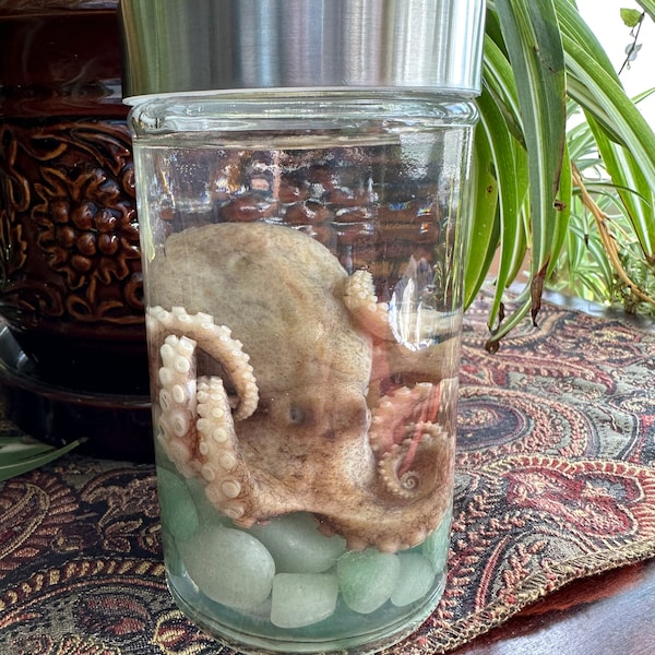 Wet Specimens - Etsy