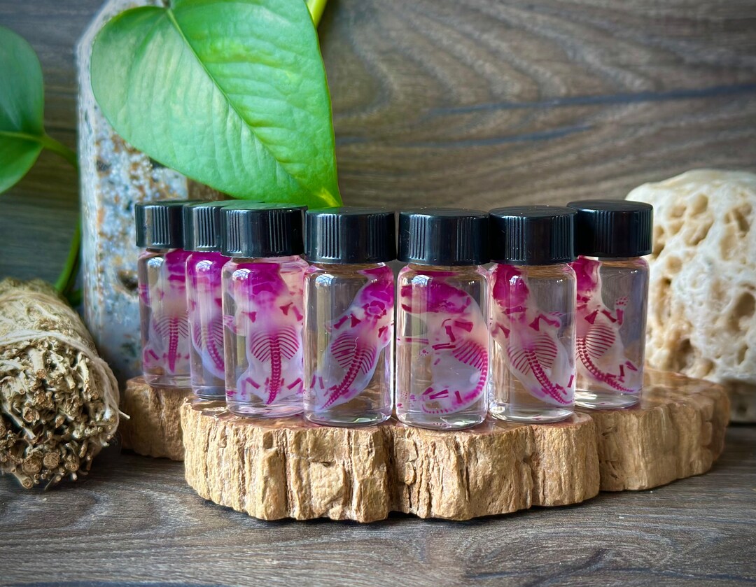 Diaphonized Pinky Mouse / Mice Specimen Oddity Shelf Decor - Etsy