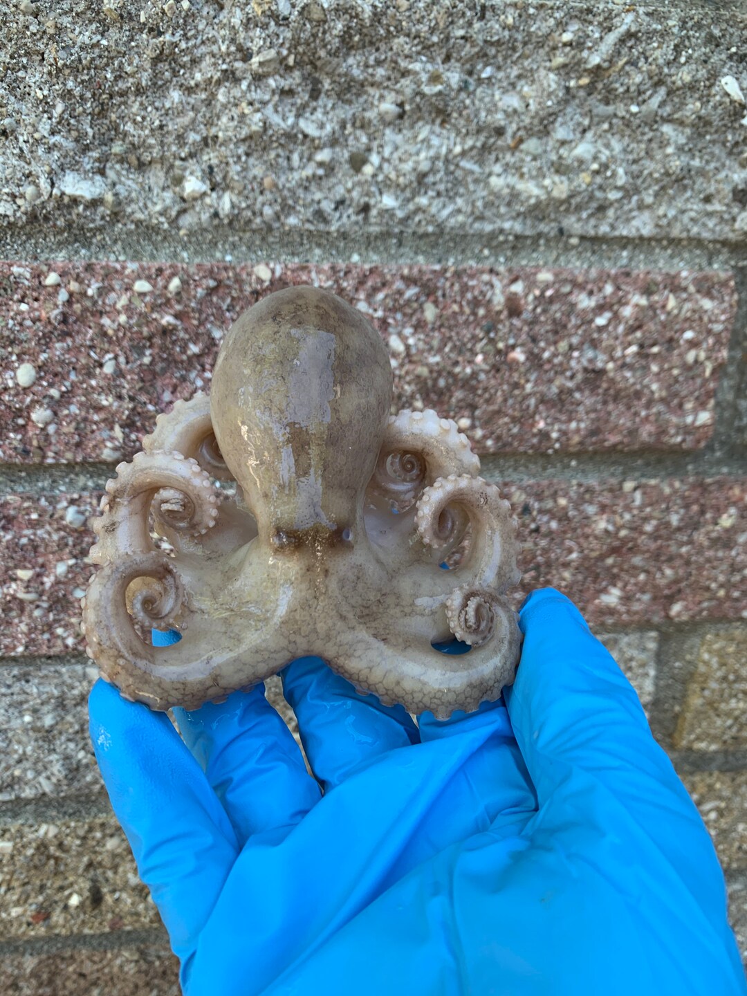 Wholesale Taxidermy Medium Wet Specimen Octopus 10 Set - Etsy
