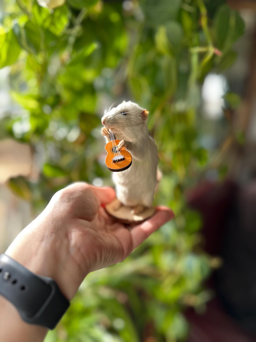 Small Taxidermy Rat With Guitar Freeze Dried - Etsy