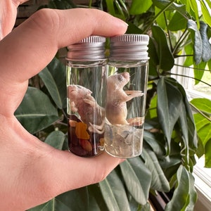 Small Taxidermy Wet Specimen Pinky Mice / Mouse & Crystal’s Labradorite ...