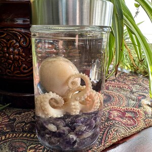 Taxidermy Medium Wet Specimen Octopus With Jar and Amethyst / Rose ...