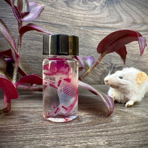 Diaphonized Pinky Mouse / Mice Specimen Oddity Shelf Decor - Etsy