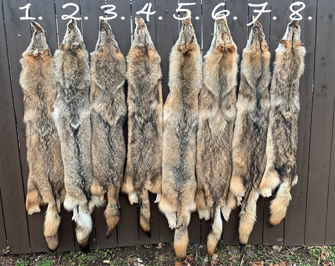 Garment Tanned Coyote Pelt Fur Wall Hang Decor Man Cave - Etsy