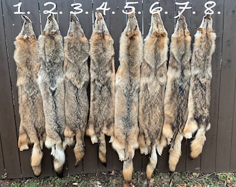 INDIANA COYOTE PELT. No Feet - Etsy