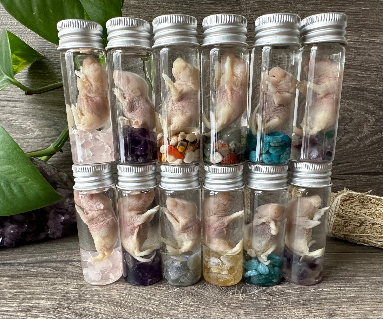 Small Taxidermy Wet Specimen Pinky Mice / Mouse & Crystal’s Labradorite ...