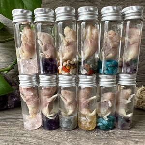 Small Taxidermy Wet Specimen Pinky Mice / Mouse & Crystal’s Labradorite ...