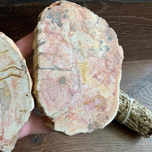 Pink Petrified Wood Slab - Etsy