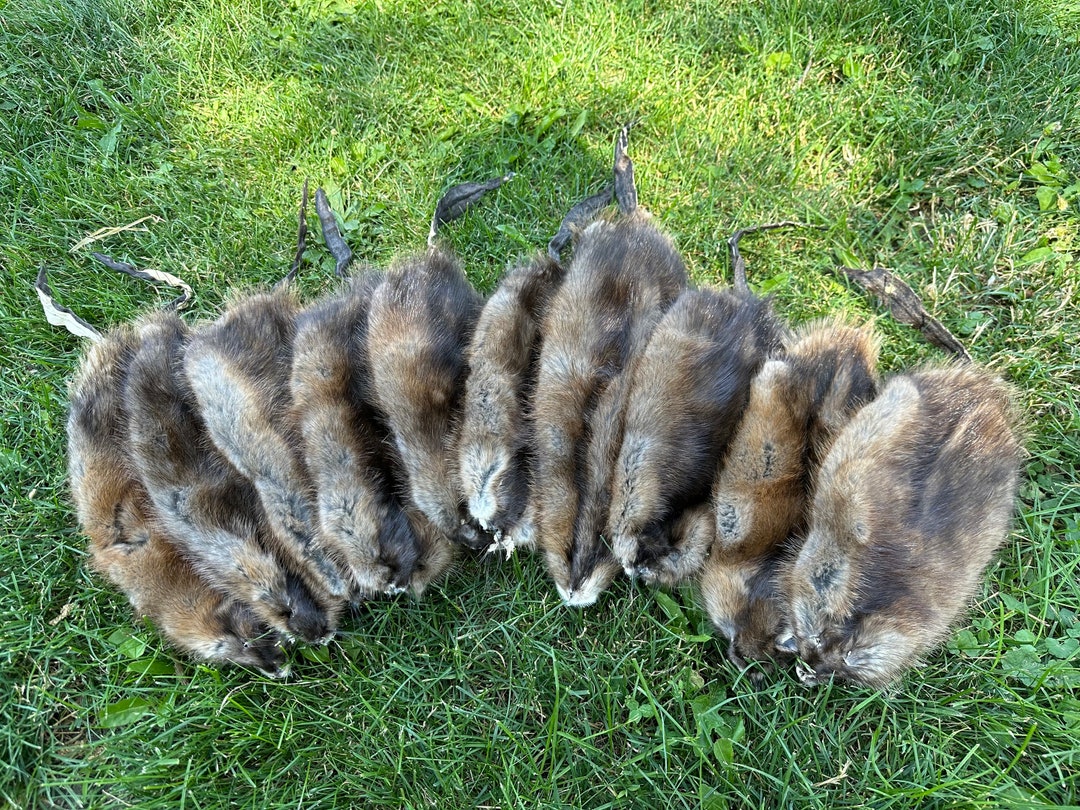 Muskrat Pelt With Tail - Etsy