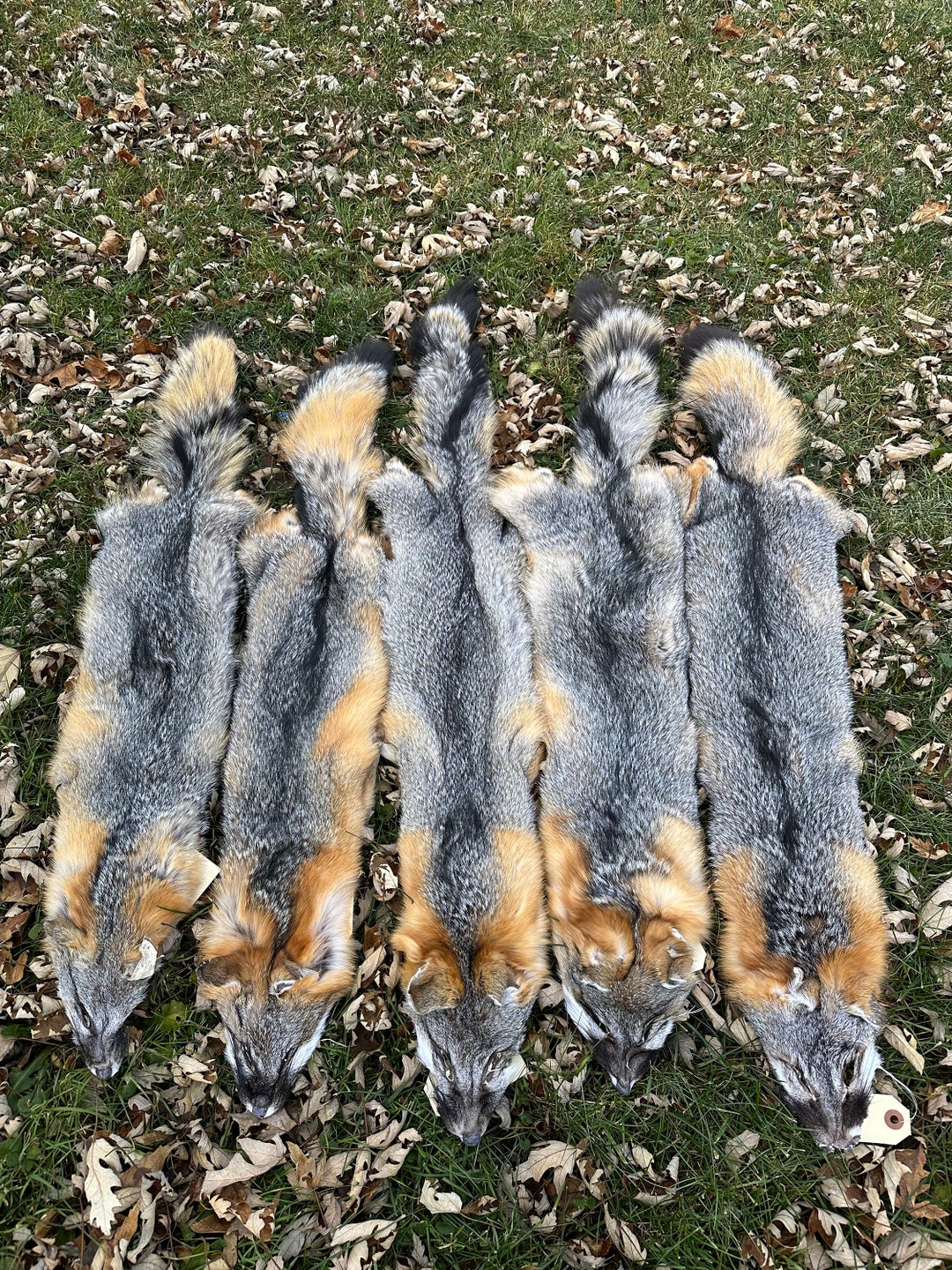 Grey Fox Pelt Fur - Etsy