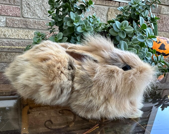 Small Taxidermy Freeze Dried Bunny Rabbit Calico - Etsy