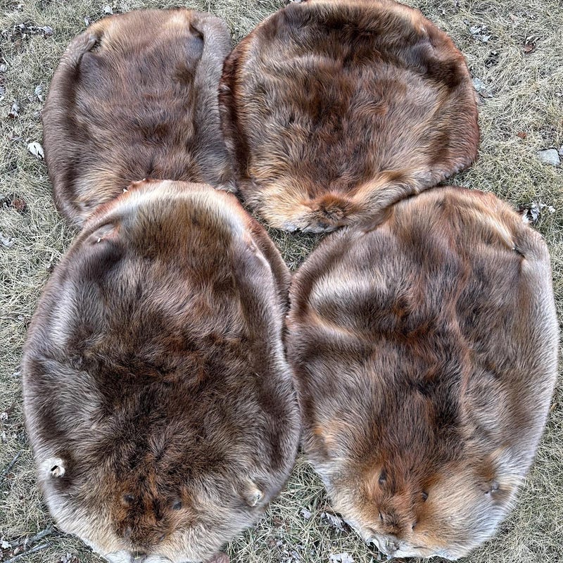Beaver Pelt - Etsy