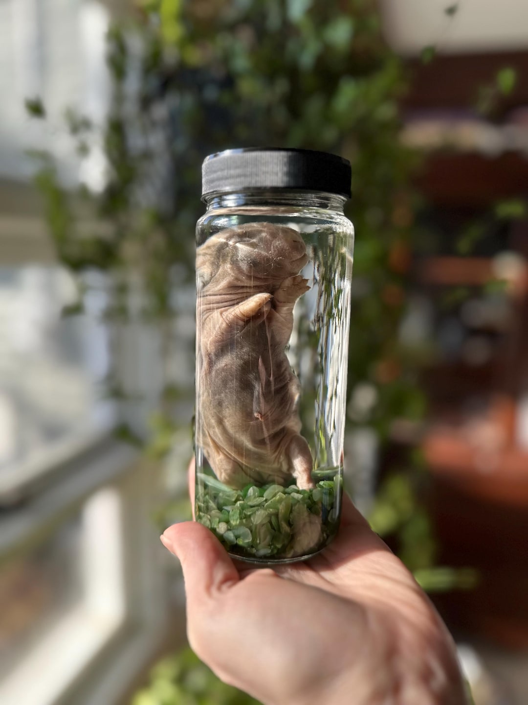 Wet Specimen Baby Bunny Rabbit With Glass Jar & Crystals / Stones - Etsy