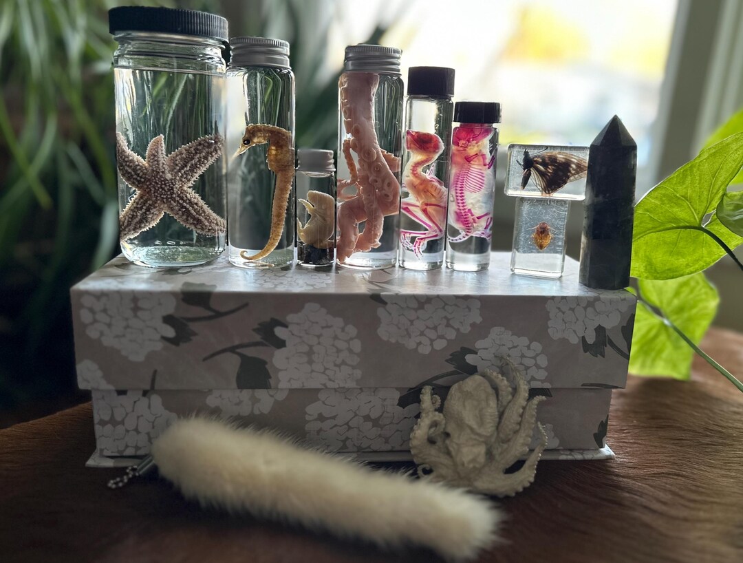 Odd / Oddity Gift Box Wet & Diaphonized Specimen - Etsy