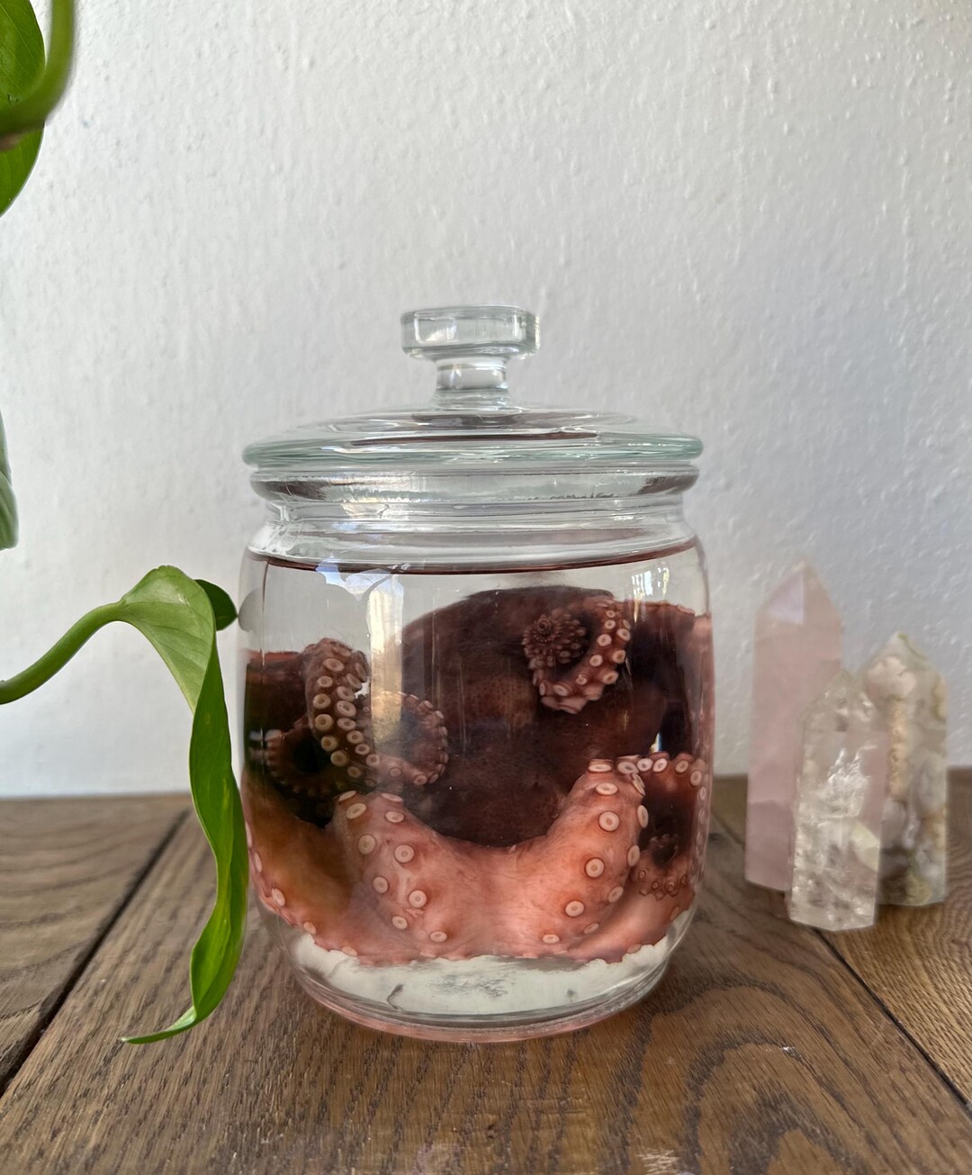 XL Wet Specimen Octopus With Glass Jar - Etsy
