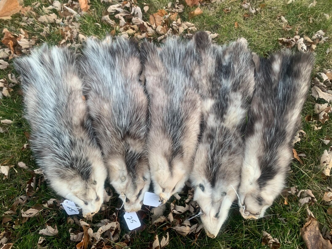 Garment Tanned Opossum Pelt - Etsy