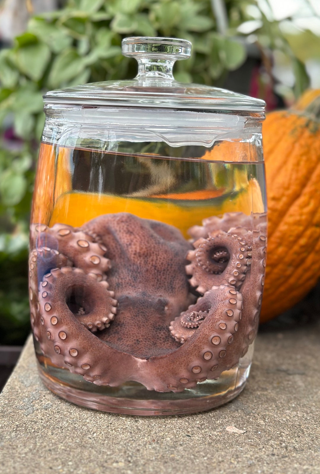 XL Wet Specimen Octopus With Glass Jar - Etsy