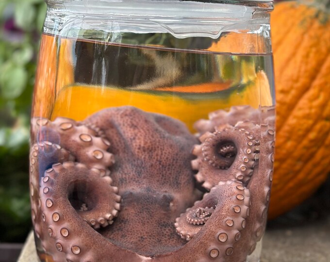 XL Wet Specimen Octopus With Glass Jar - Etsy