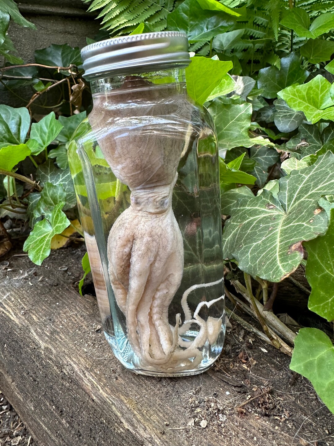 Medium Wet Specimen Octopus With Glass Jar - Etsy