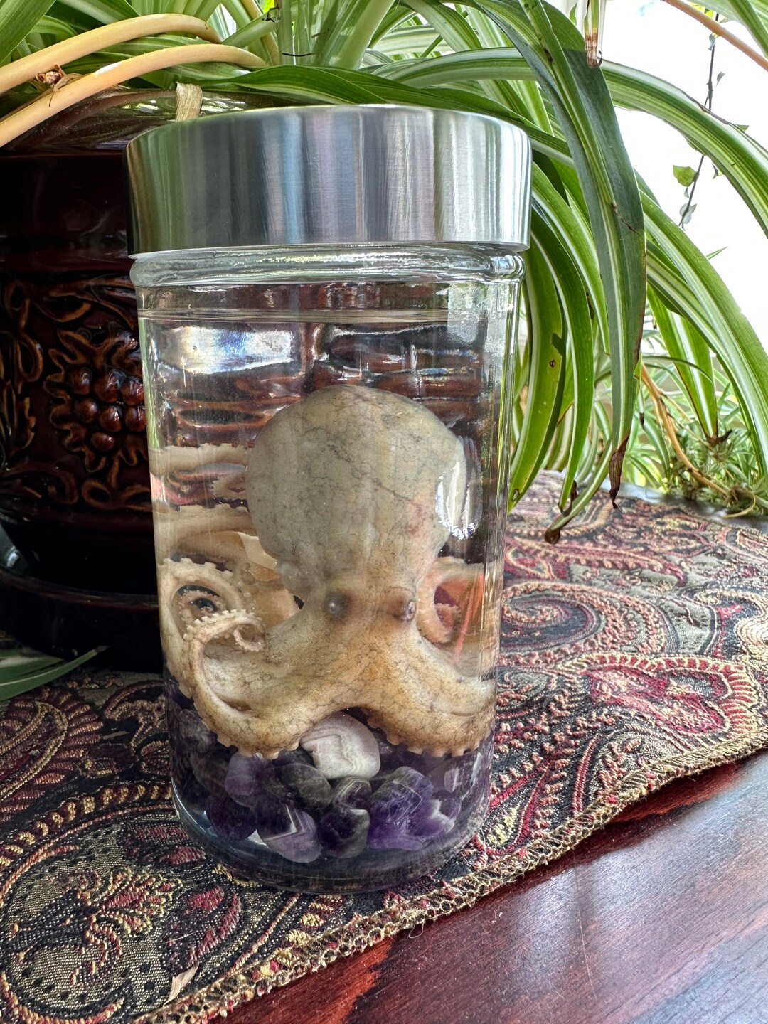 Taxidermy Medium Wet Specimen Octopus With Jar and Amethyst / Rose ...