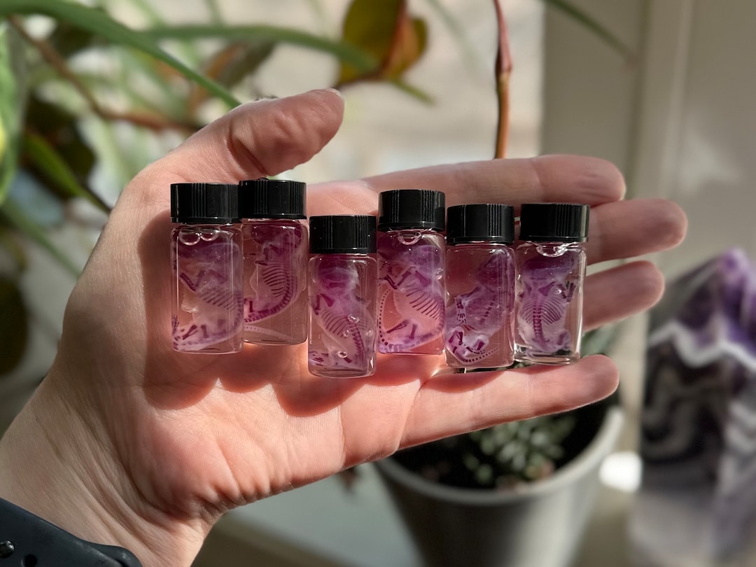 Diaphonized Pinky Mouse / Mice Specimen Oddity Shelf Decor - Etsy