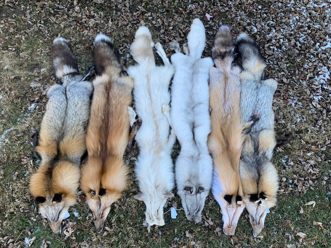 Ranch Fox Cross Fox Diamond Fox Red Fox With Paws and Claws Blue Fox - Etsy