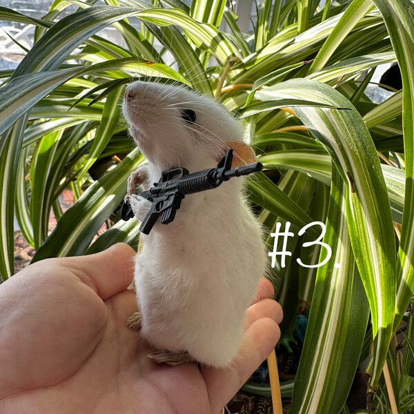 Taxidermy Rat - Etsy