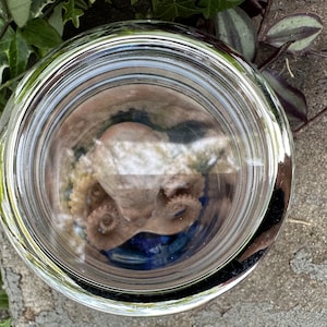 Taxidermy Medium Wet Specimen Octopus With Jar and Lapis Stones ...